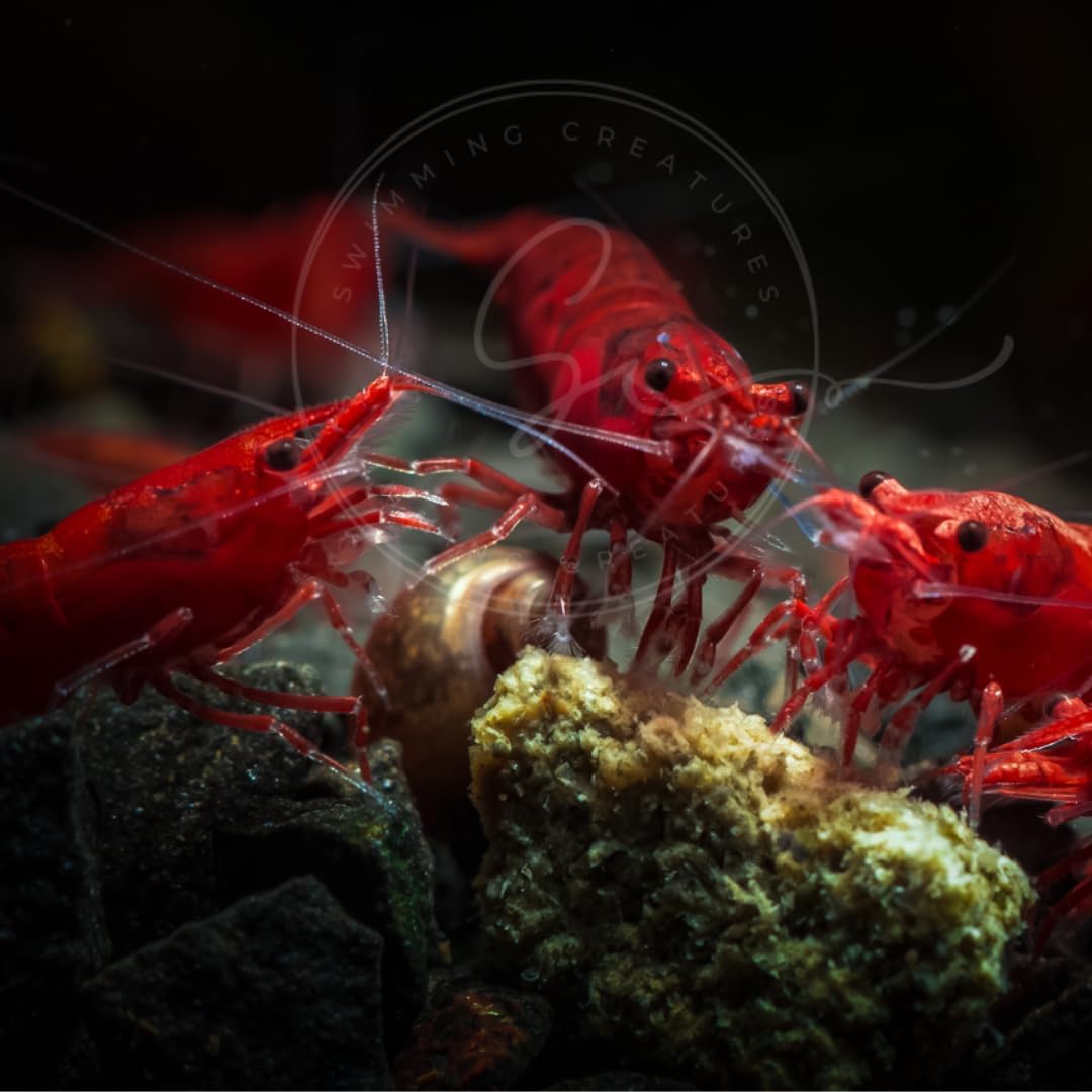 Wholesale Swimming Creatures™ [Exclusive] 12 Painted Red Premium High ...