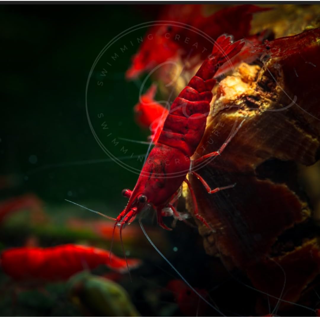 Wholesale Swimming Creatures™ [Exclusive] 12 Painted Red Premium High ...