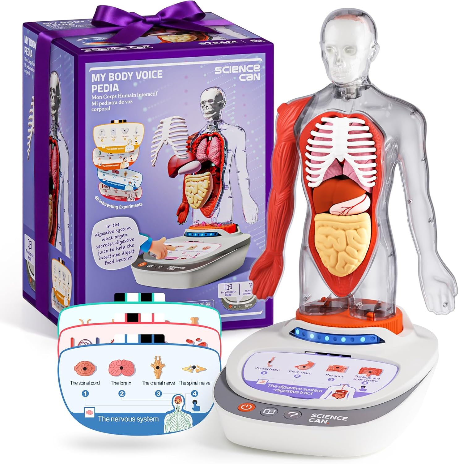 Wholesale Science Can Human Body Model for Kids, Interactive Human ...