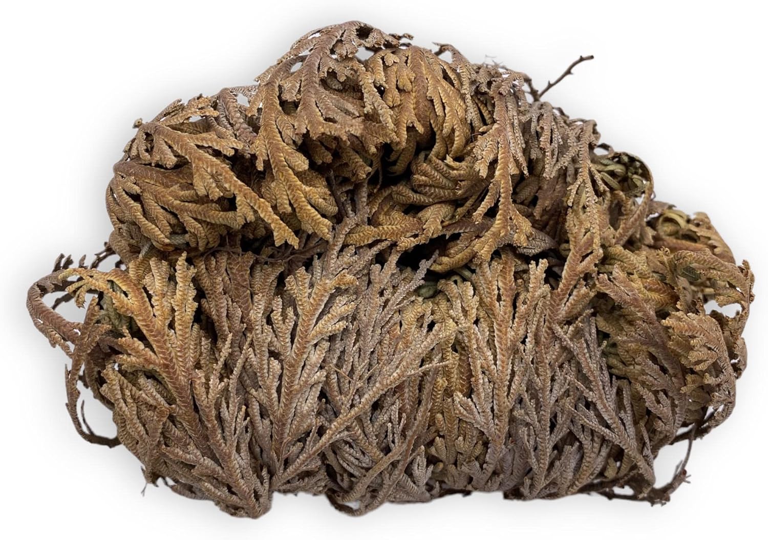 Wholesale Rose of Jericho Flower, Mystical Resurrection Plant, Dried ...